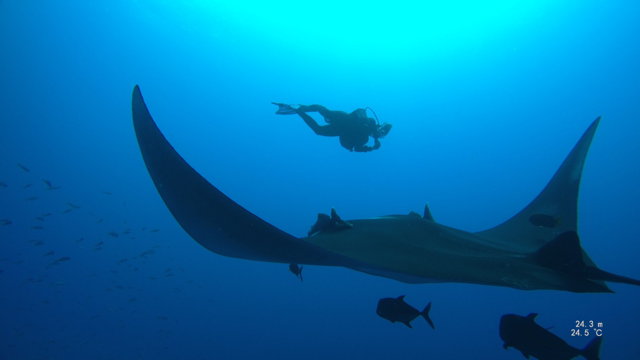 Sailing Citizen Scientists Support Manta Ray Research