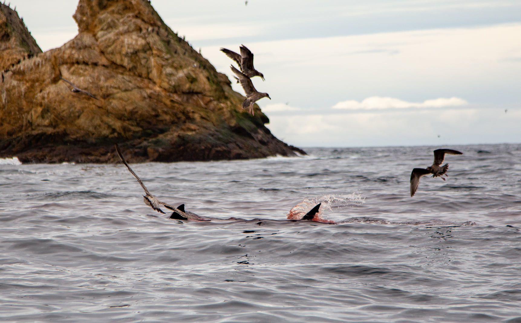 Volunteer Captures Shark Action at the Farallones