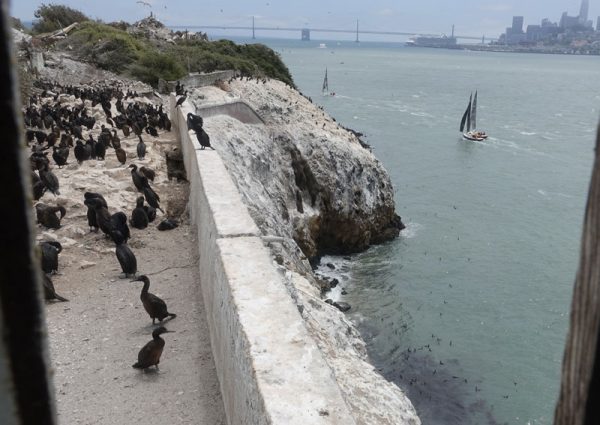 Alcatraz Restricted Zone Is for the Birds