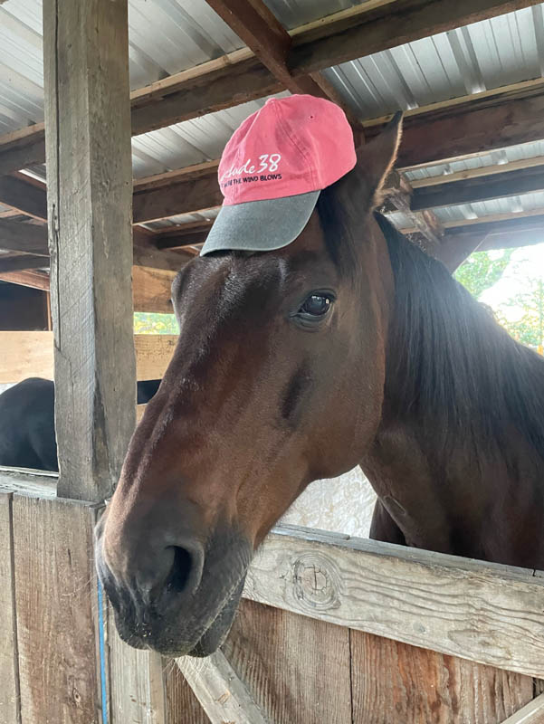 Horsing Around in the Horse Latitudes