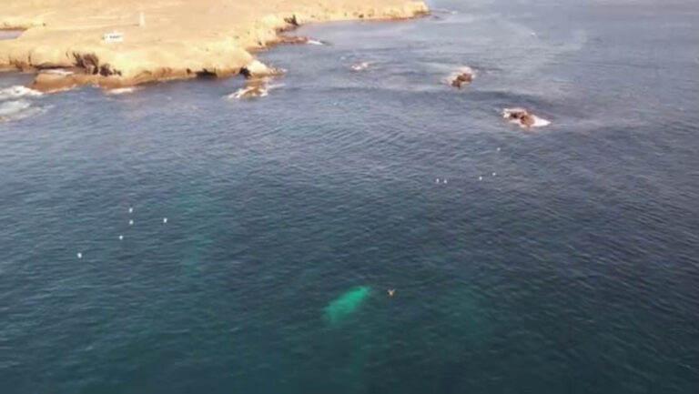 'Boat Bum Gal' Sinks Entering Turtle Bay on Baja Ha-Ha