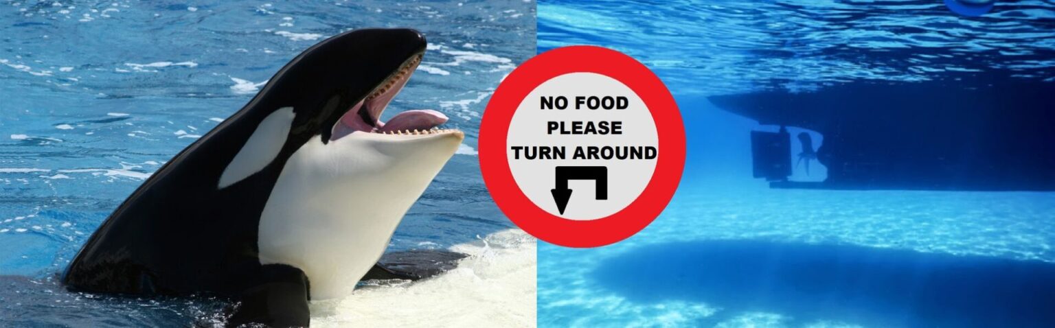 Orcas Back in the Spotlight as Boat Sinks Near Strait of Gibraltar