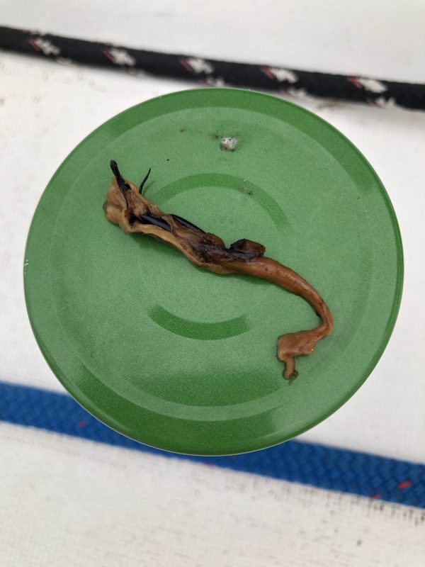Finding a Weird, Unknown Creature Living Inside my Fuel Tank